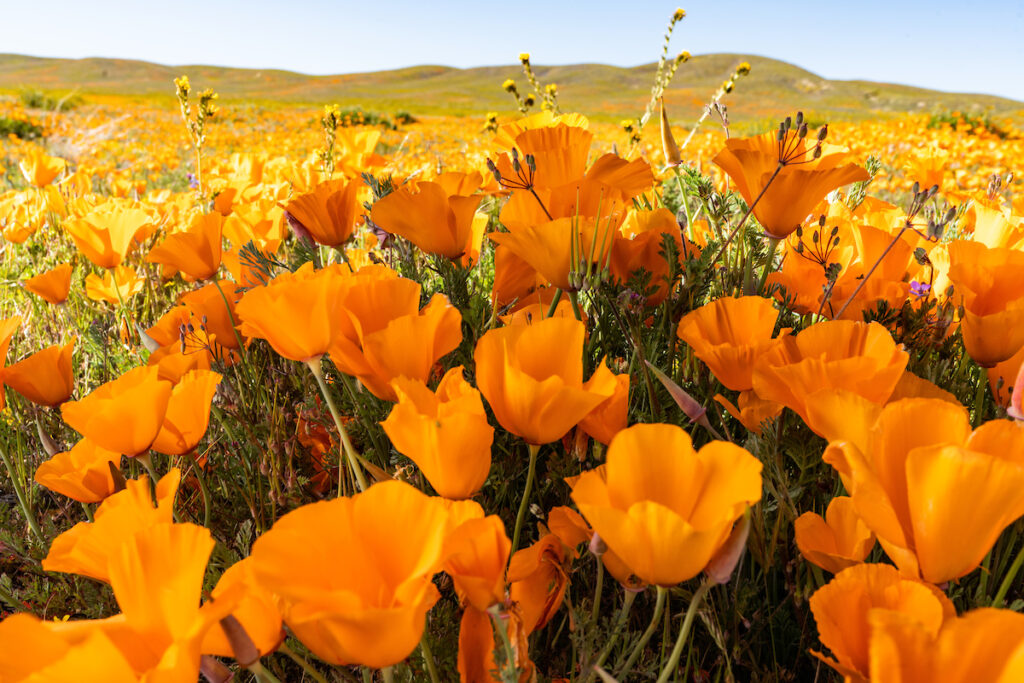 Antelope Valley California Poppy Reserve State Natural Reserve Archives ...